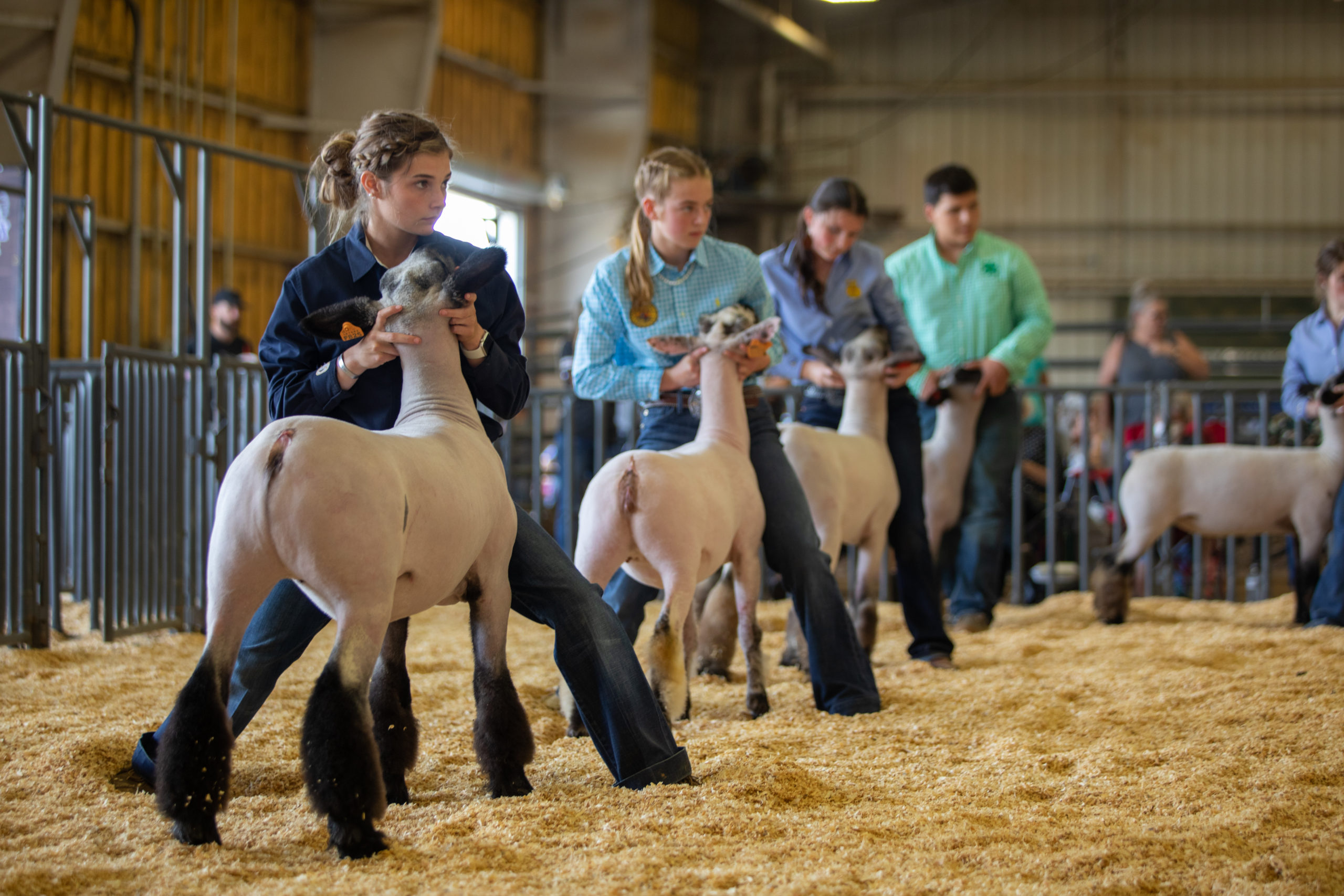 Premium Auction - Rogers County Fair